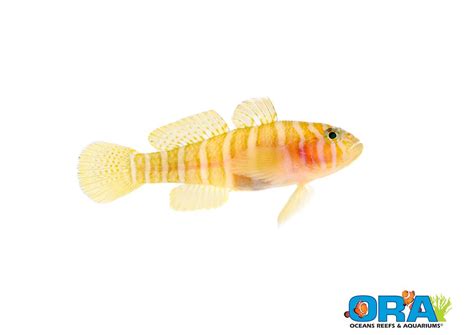 Ora Cracks Into Breeding The Priolepis Goby Genus Reef Builders The