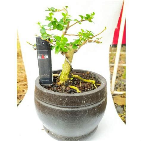 Jual Bonsai MAME SANCANG Siap Pajang Shopee Indonesia