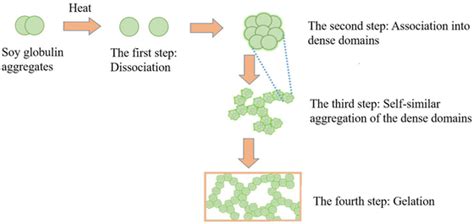 The Four Steps Leading To Gelation Of Soy Protein Isolates Spi In Download Scientific Diagram