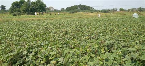 ကျောက်ကူးမြစ်ရေတင်ဖြင့် နွေပဲတီစိမ်းစိုက်တောင်သူများ ဧက ၂၇၀ စိုက်ပျိုးအောင်မြင် Information