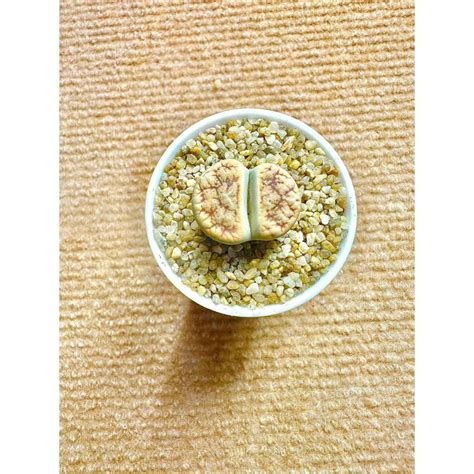 惡魚多肉♥︎大顆的 2 5 3ᴄᴍ 荒玉 拿鐵 石頭玉 生石花 屁屁石 肉錐 多肉 蝦皮購物