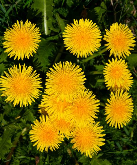 using cardboard for weed control what you need to know homes and gardens