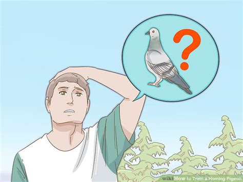 3 Ways To Train A Homing Pigeon Wikihow