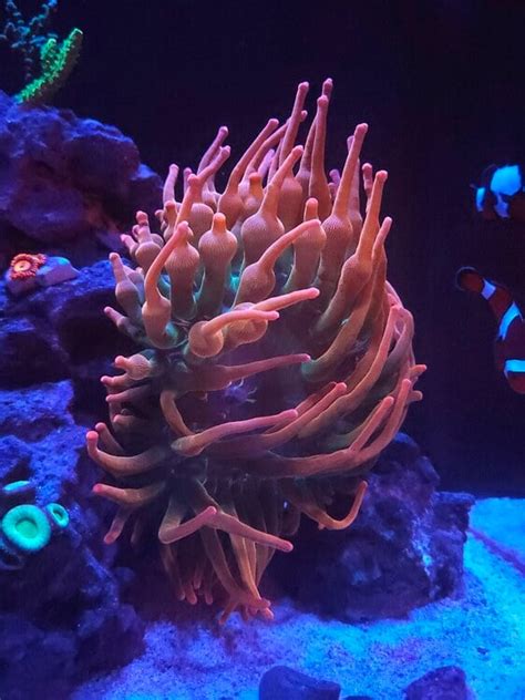 Hello Reef Aio Testing Day Nano Reef Journals Nano Reef Community