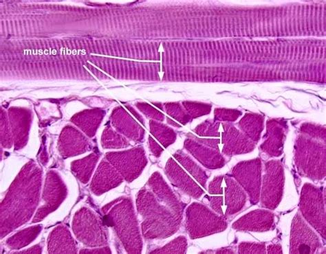 Free Lecture Notes And Presentations Histology