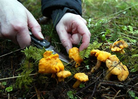 Laupäeva õhtul Kadunud Jäänuks Seeneline Leiti üles