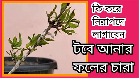টবে আনার ফলের কলমের চারা লাগানোর পদ্ধতি। আনার গাছ কিভাবে লাগাবো কিভাবে