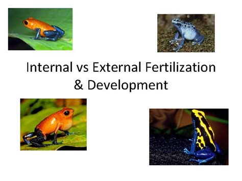 Internal Vs External Fertilization Development Fertilization