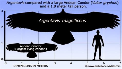 Argentina Discovery Argentavis Is The Largest Flying Bird Ever