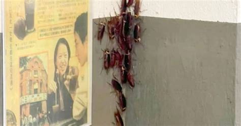 不死小強1／蟑螂滿屋跑「夏天出沒量增6倍」 專家公布祕技！最猛殺蟲劑是它 生活 Ctwant