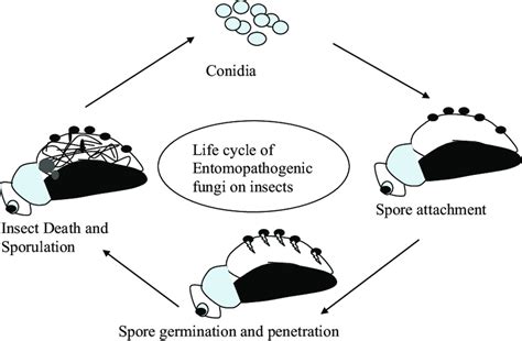 Infection And Sporulation In Host Insect By Entomopathogenic Fungi