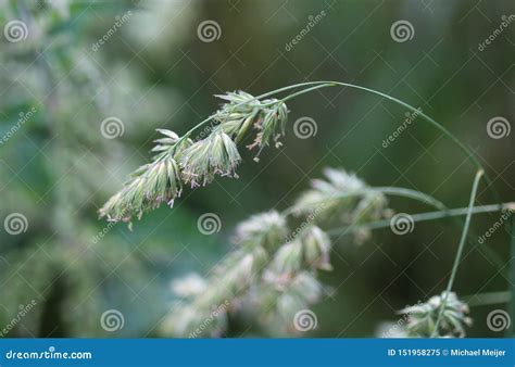 Dactylis Glomerata Also Known As Cock S Foot Orchard Grass Or Cat