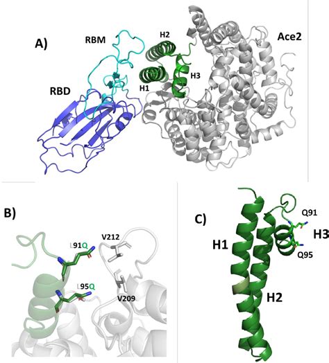 Figure 1 From Structure Based Development Of Sars Cov 2 Spike Interactors Semantic Scholar
