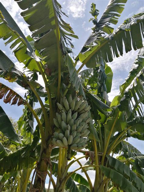Musa Blue Java Ice Cream Tropics Home