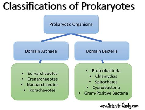 Week 4 Bacteria And Archaea SCIENTIST CINDY