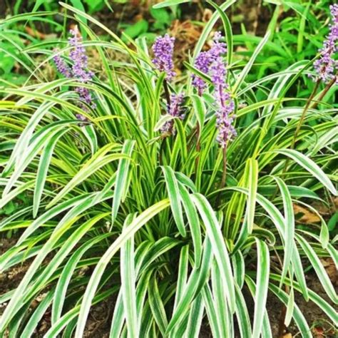 Liriope Muscari Plant Buy Lily Turf Grass For Ground Cover