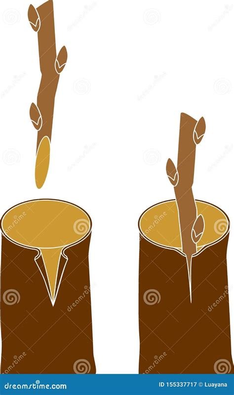 Spring Grafting Tree Vector Illustration 155337644