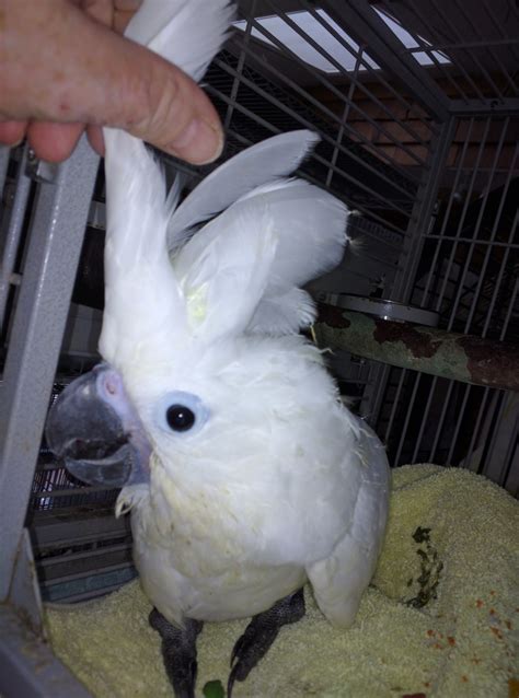 Umbrella Cockatoo Birds For Sale Snellville Ga 246266