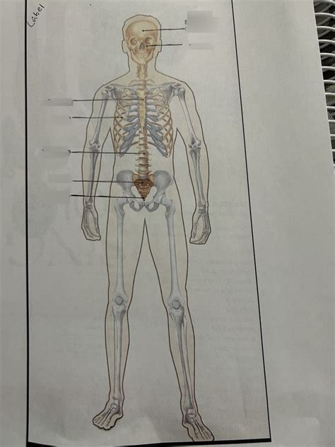 Bsf 4 Diagram Quizlet