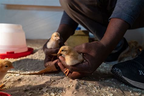 Coming Soon Certified Organic Free Range Eggs Bartletts Farm
