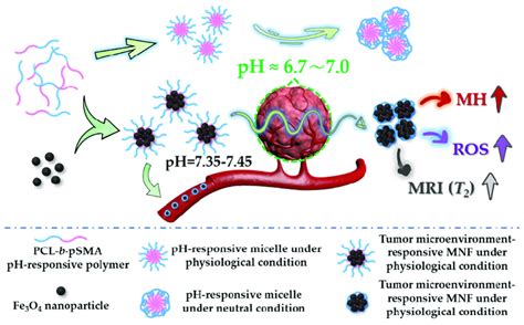 Schematic Illustration Of The Tumor Microenvironment Responsive MNF