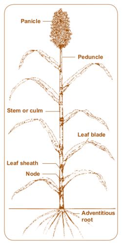 High Resolution Uav Image Generation For Sorghum Panicle Detection Deepai