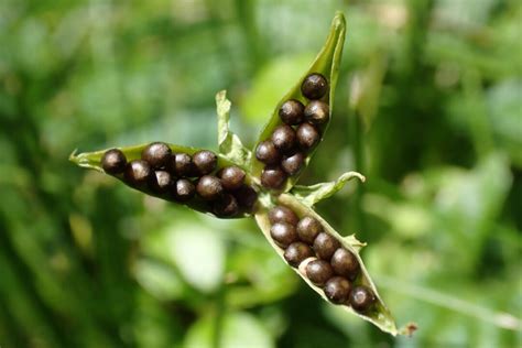 Pop 13 Garden Plants With Exploding Seeds