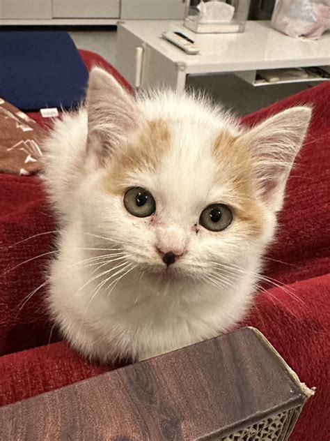 「生後2ヶ月の三毛猫ちゃん」三重県 猫の里親募集475112 3枚目の画像 ペットのおうち【里親決定25万頭！】