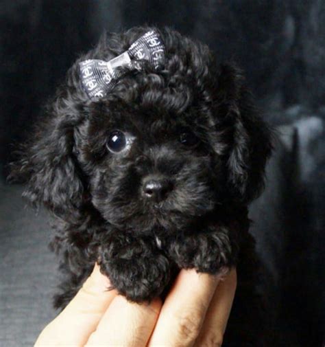 Toy Poodle Puppies For Sale Artofit