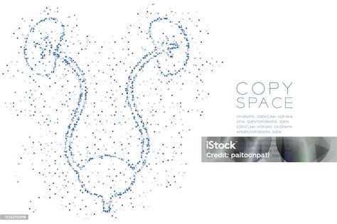 신장과 방광 모양 개요 기 광장 상자 픽셀 패턴 의료 과학 기관 개념 디자인 블루 컬러 그림 복사 공간 벡터 Eps 10와 흰색 배경에 고립 건축에 대한 스톡 벡터 아트 및