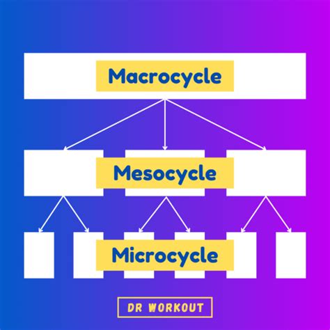 Guide To Macrocycle Mesocycle And Microcycle Detailed Examples For