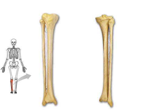 Tibia And Fibula Diagram Quizlet Tibia And Fibula Diagram Quizlet