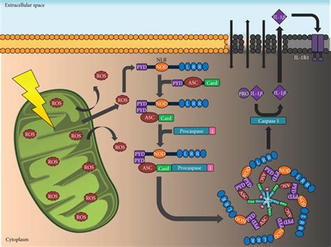 Pyroptosis Il 1β Causes Activation Of Caspase 1 And The Later