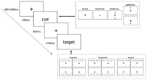 Selective Enhancement Of Attentional Networks In College Table Tennis