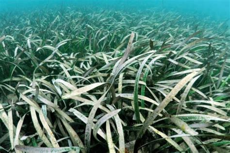 Australia Discovers Seagrass That It Says Is The Worlds Largest Plant