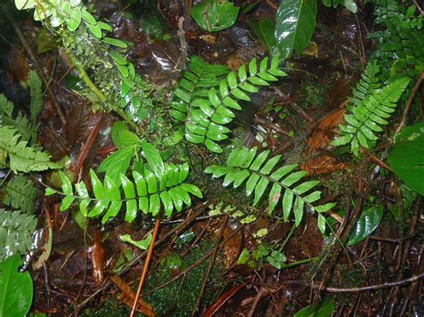 Asplenium Cirrhatum Ferns And Lycophytes Of The World