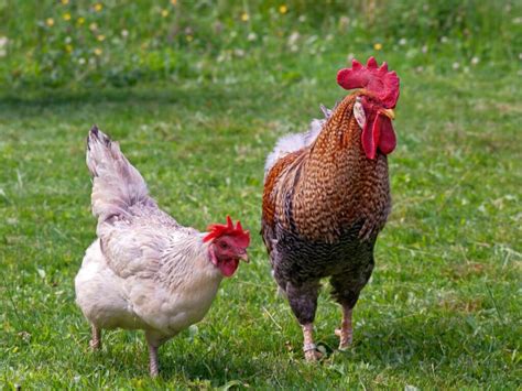 Lebenserwartung Von Hühnern 7 Tipps Für Ein Langes Hühnerleben