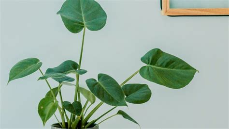 Elimina Los Mosquitos De Tus Plantas De Interior 5 Formas Efectivas