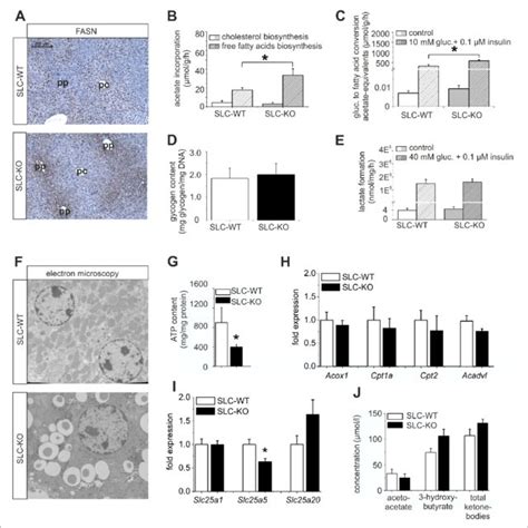 Expression Of Genes And Proteins Involved In Lipid And Mitochondrial
