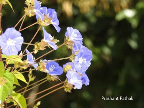 Pin On Prashant Pathak Plants Garden