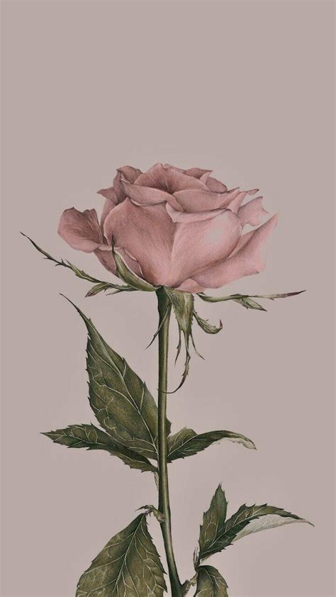 Rose Marlboro Tumblr Wallpapers Wallpaper Cave
