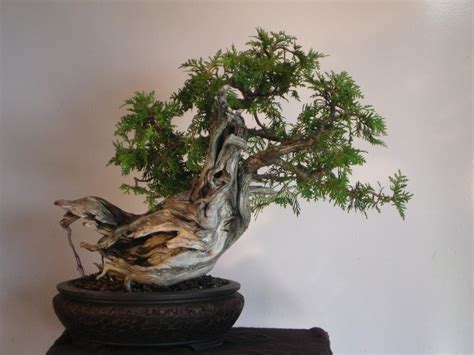 How To Make A Bonsai Tree Bonsai Tree Gardener