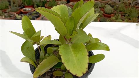 Pathar Chatta Bryophyllum A Medicinal Plant Growth And Care Of Pathar