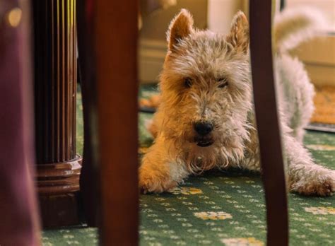 Premium Photo Mans Best Friend
