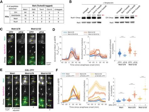 Figures And Data In Cross Compartment Signal Propagation In The Mitotic