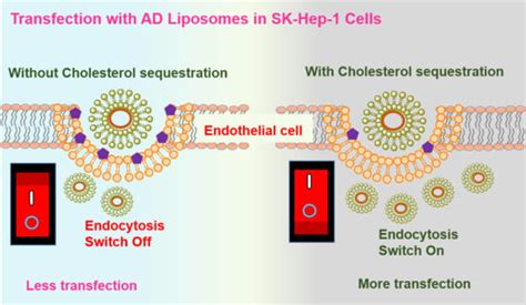 Cholesterol Sequestration From Caveolaelipid Rafts Enhances Cationic Liposome Mediated Nucleic