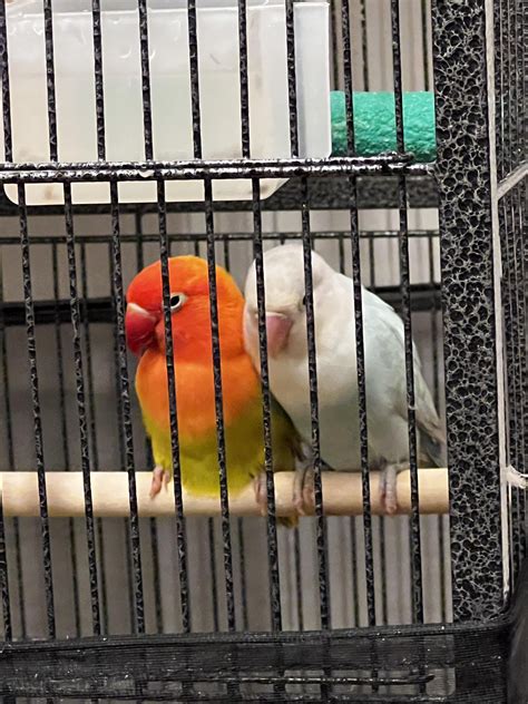 Dilute Fischeri Lovebirds Rlovebirds
