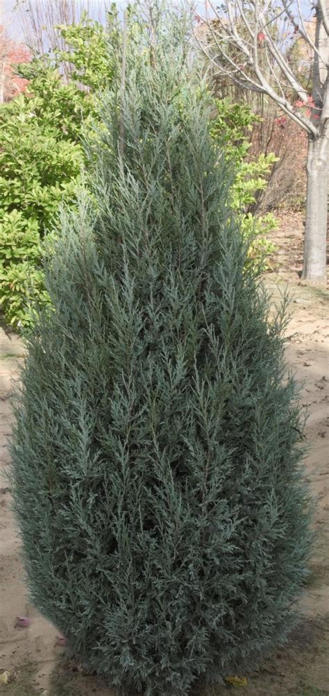 Medora Juniper Pahls Market Apple Valley Mn