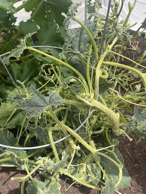 Is This A Gopher Issue Or Something Else All My Watermelon Sweet