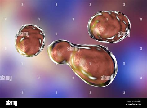 Cryptococcus Neoformans Fungus Computer Illustration C Neoformans Is